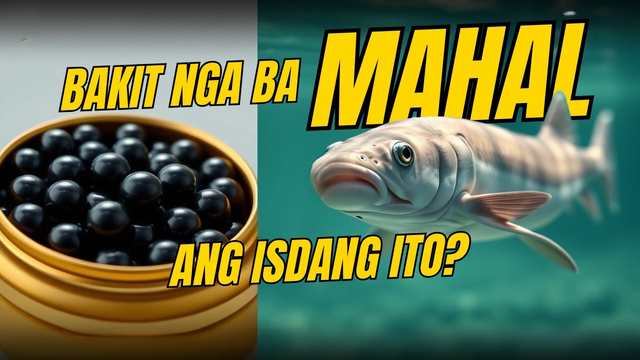 Magugulat ka sa presyo ng pagkain ito? Ano nga ba ang Caviar Fish ...