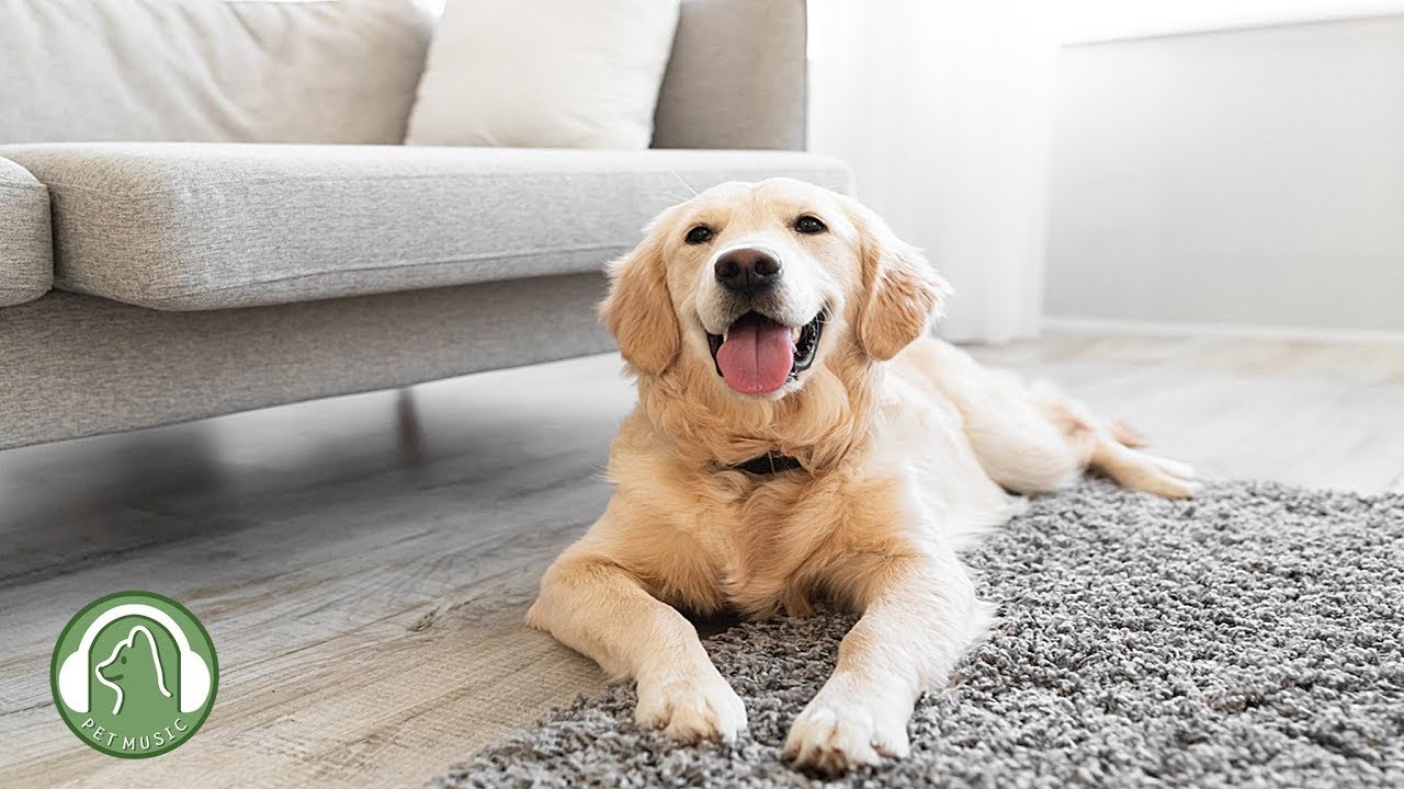 Music for Dogs Alone - How to Relax My Dog in My House (10 Hours) - YouTube