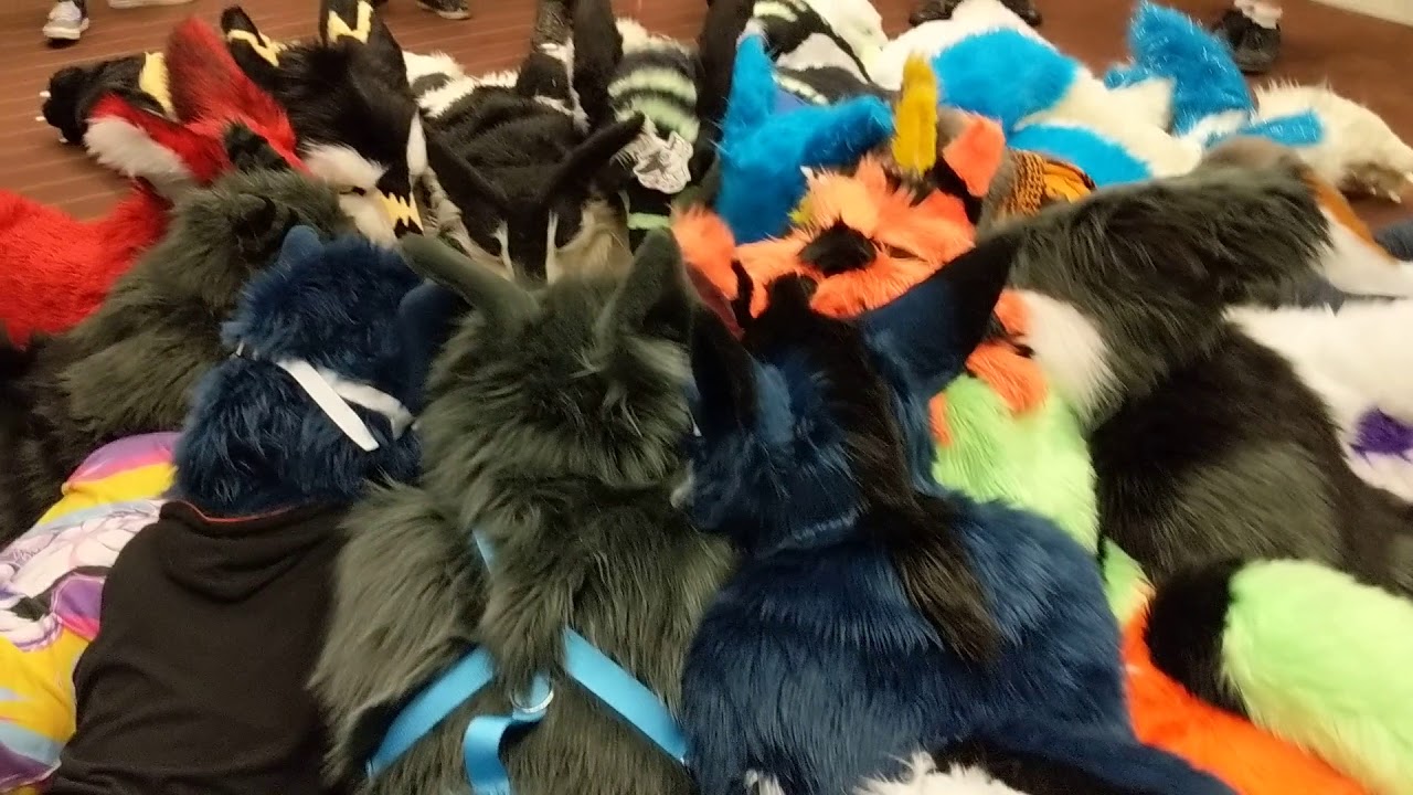 Anthrocon 2018 - Sergal Meet and Greet Cheese Wheel - YouTube