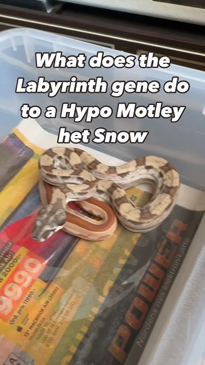 What does the Labyrinth gene do? #boa #snake #reptile - YouTube