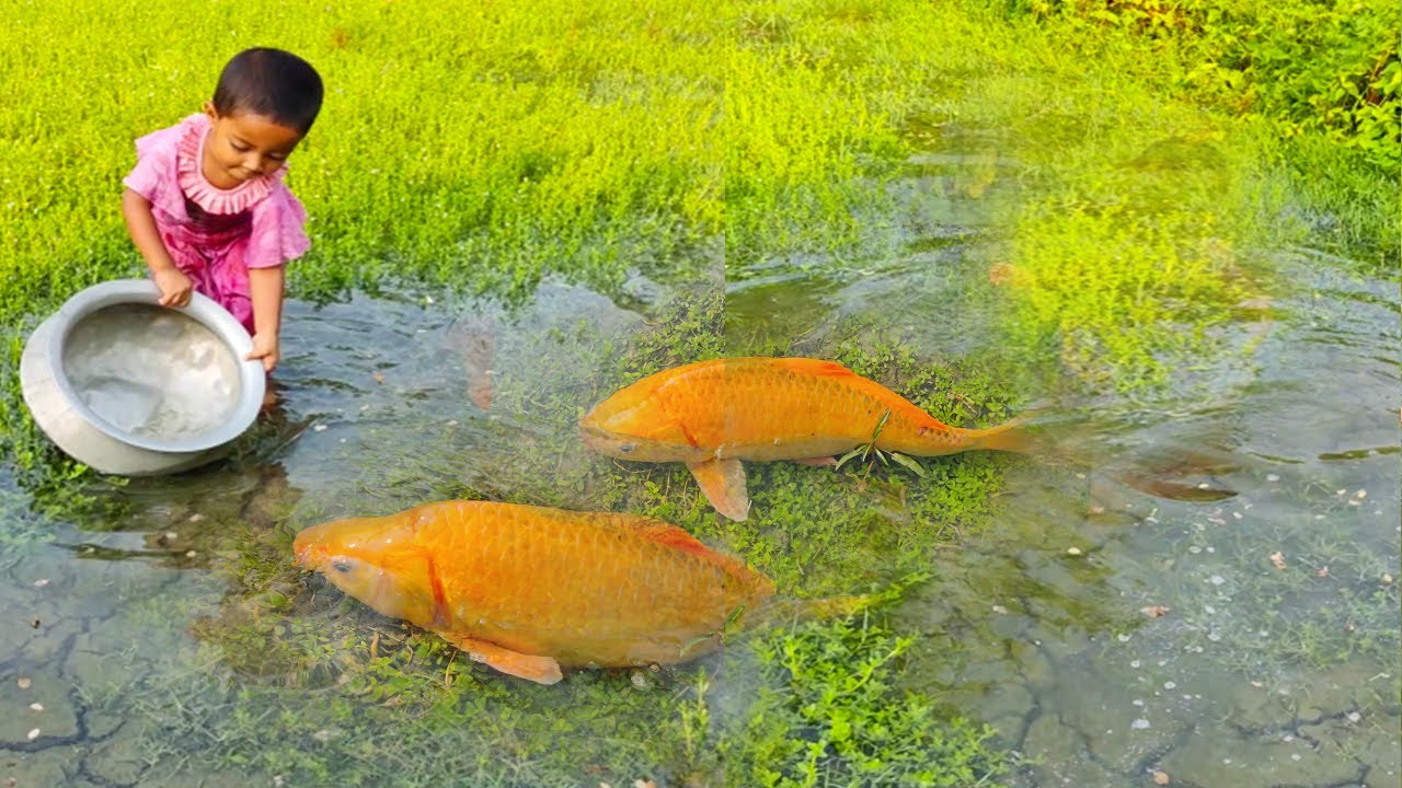 amazing hand fishing video - Smart girl catching fish by hand from mud ...