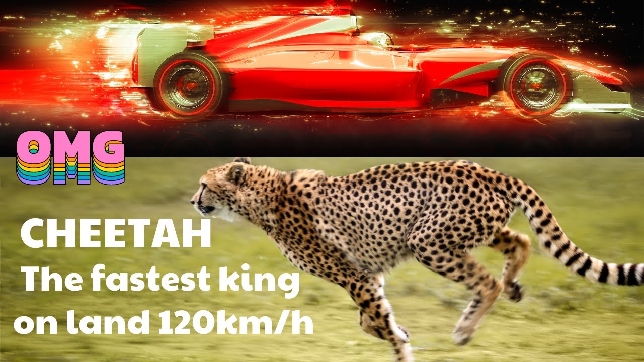 0 to 60mph in 3 Seconds, How Does the Cheetah "Rip Through the Wind ...
