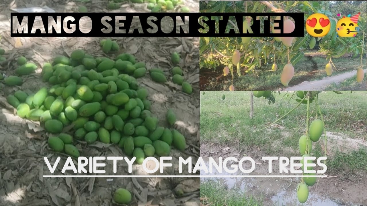 MANGO SEASON STARTED 🥭 / DIFFERENT VARIETTY OF MANGO TREES/SINDH ...