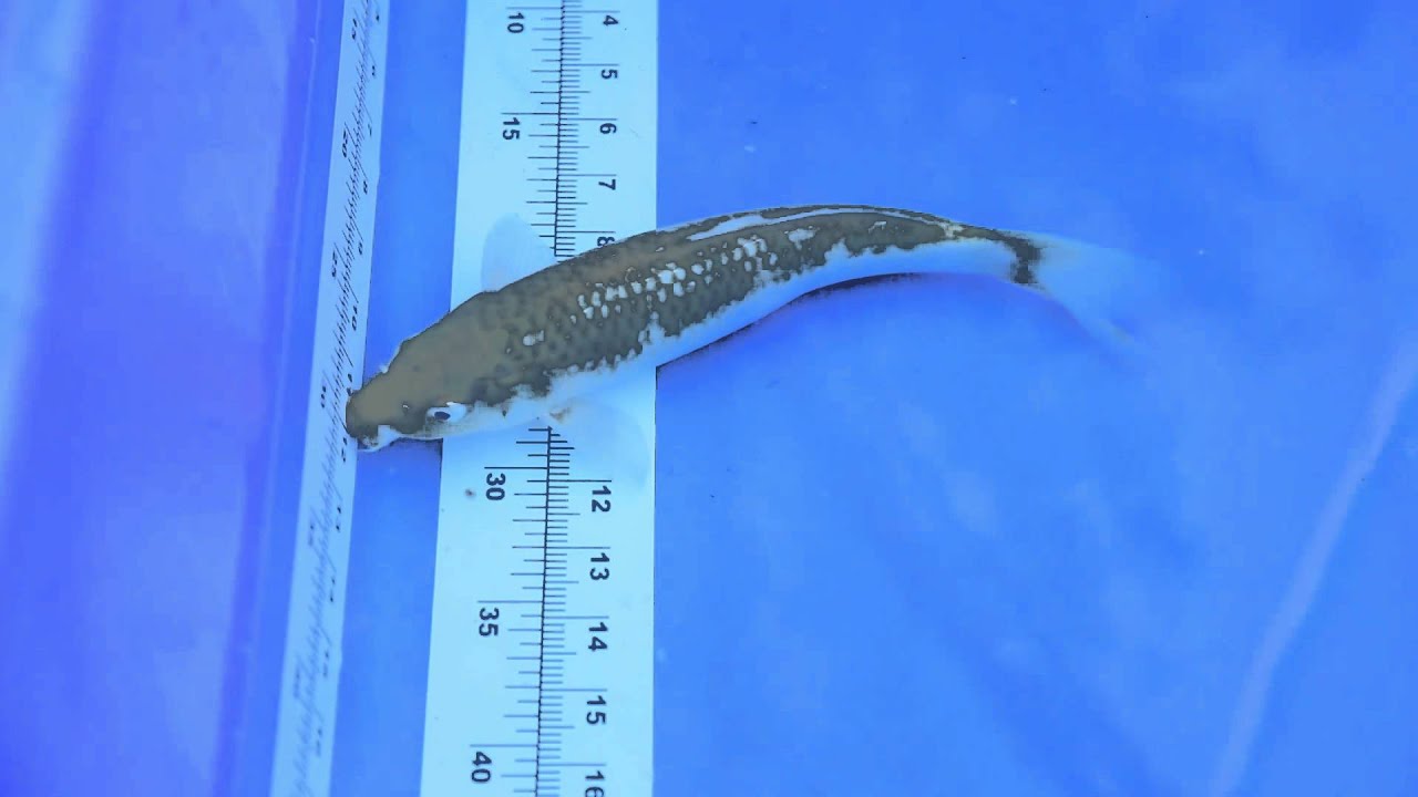 koi for sale kigoi ( red eye) - YouTube