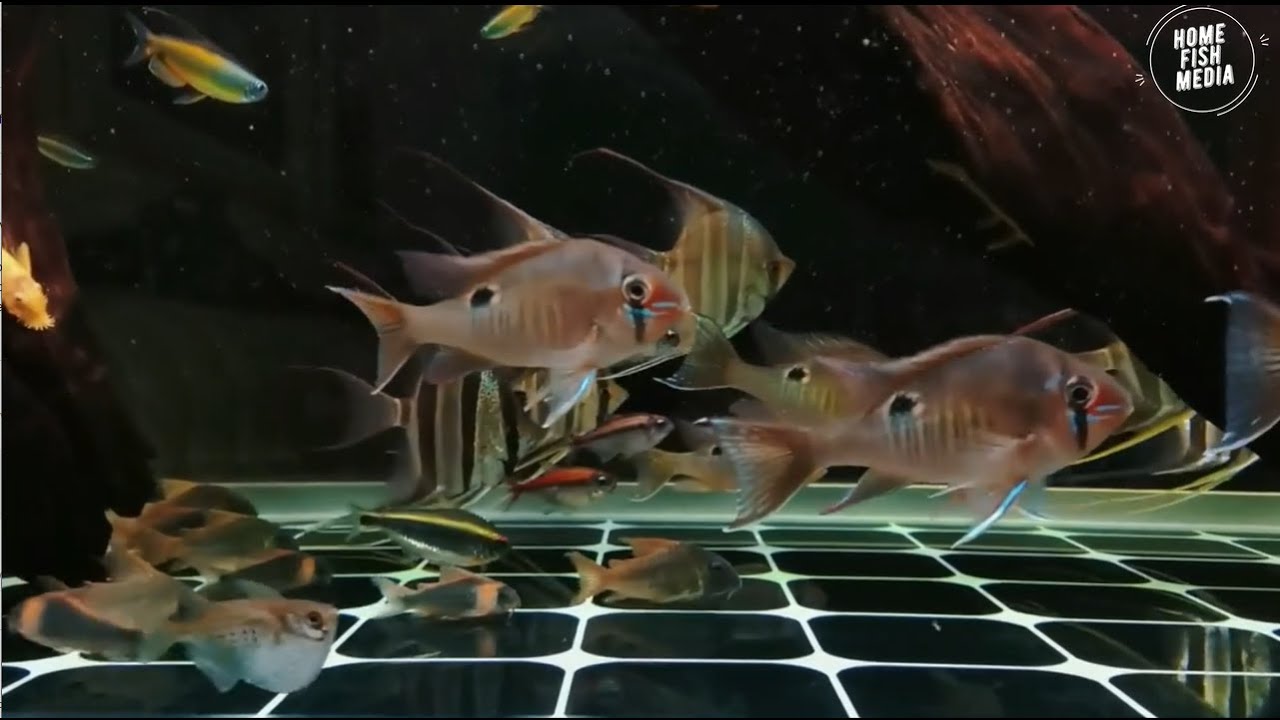 Aquarium video goldfish betta fish and koi fish in planted tank #630 ...