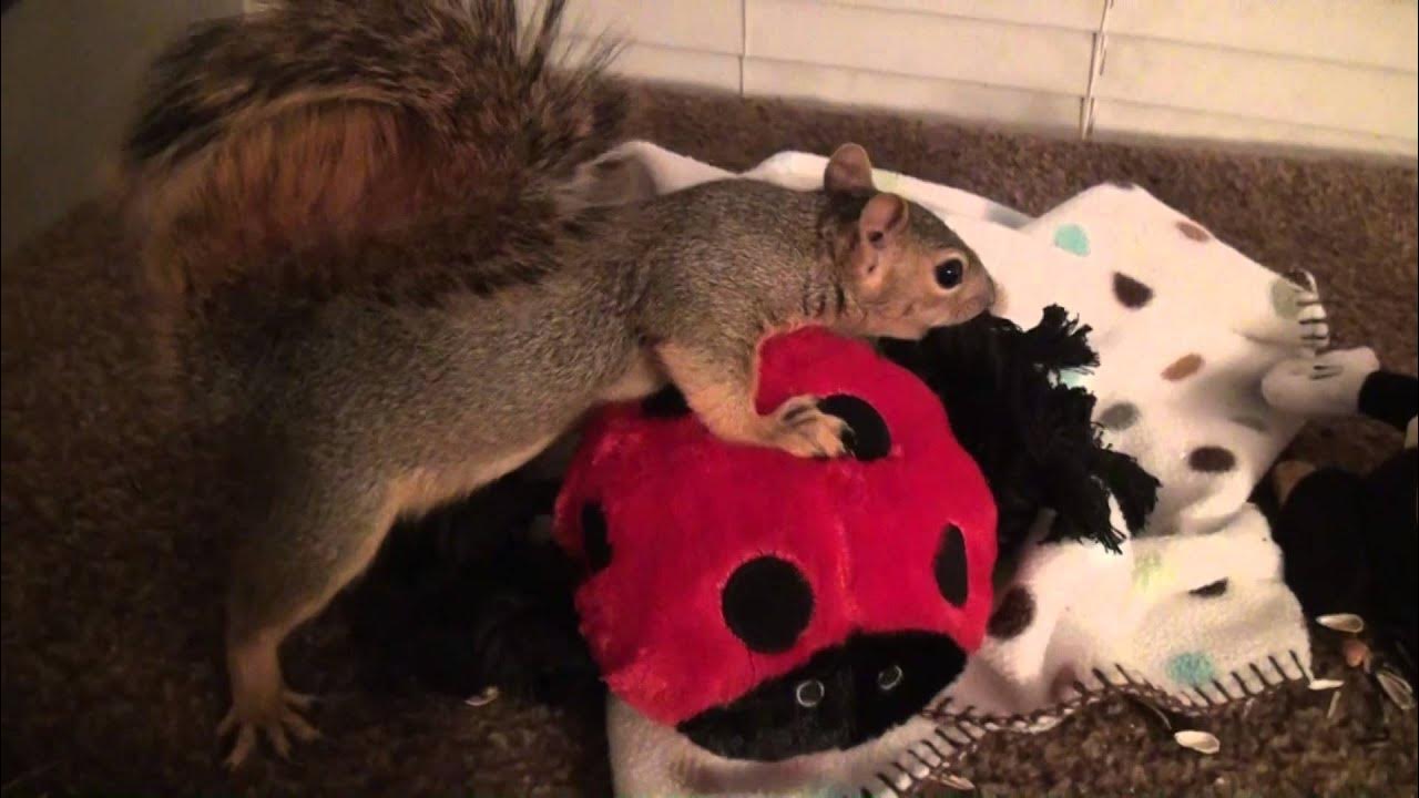 Squirrel #23 ~ Augusta - YouTube
