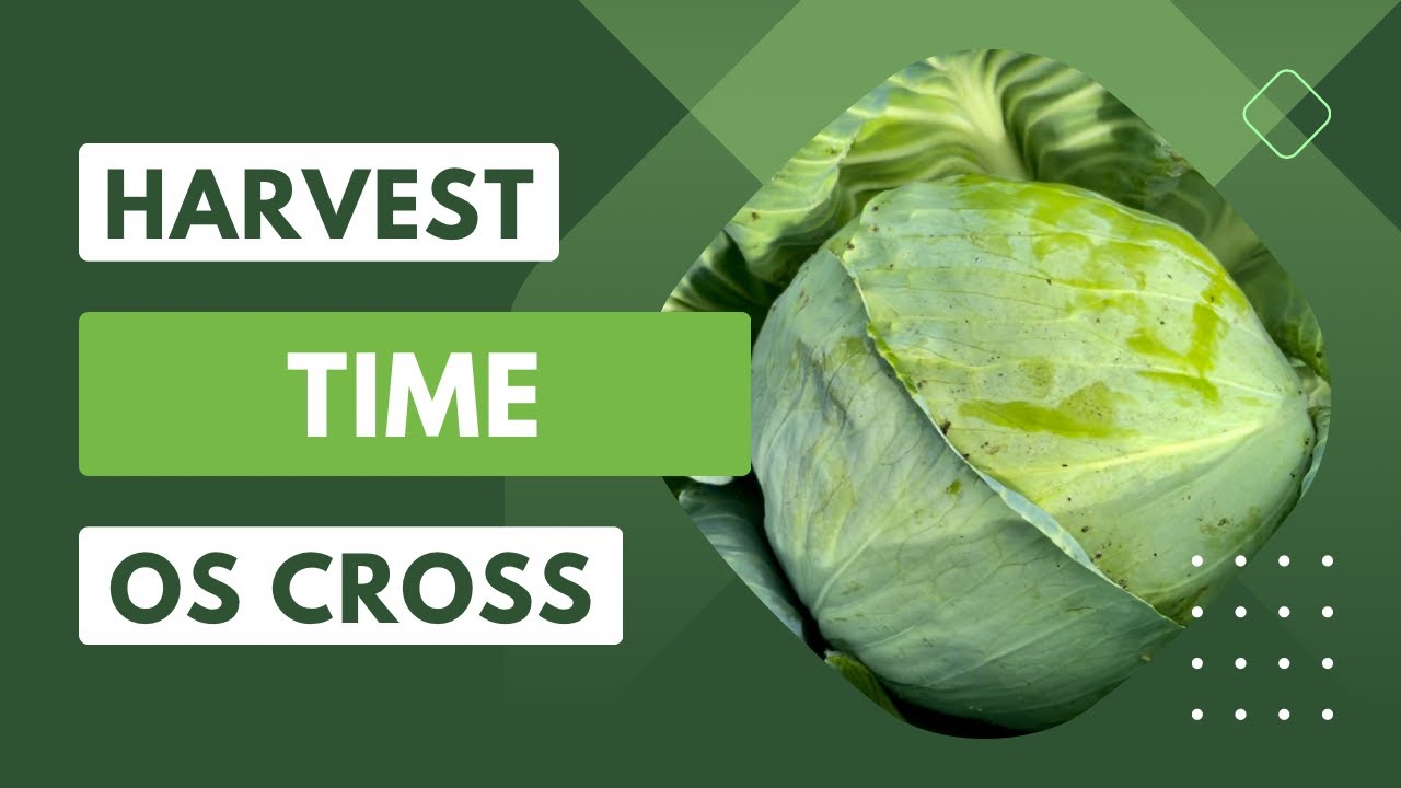 OS Cross Cabbage Harvest - YouTube