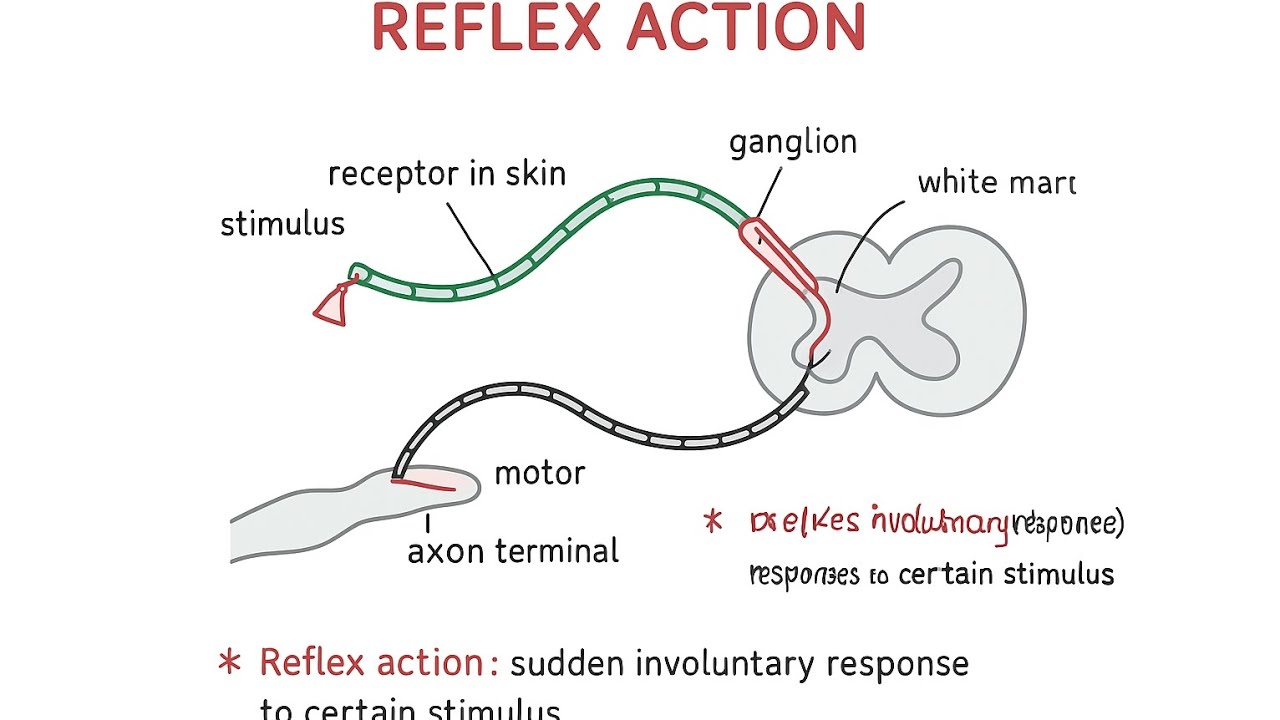 Reflex action // reflex action class 11th // reflex action neet #neet ...