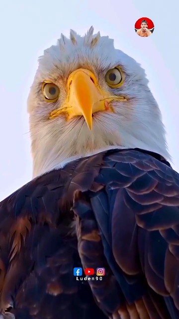 eagle bahut dangerous pakshi hai baj #shorts#viral#trending#upload # ...