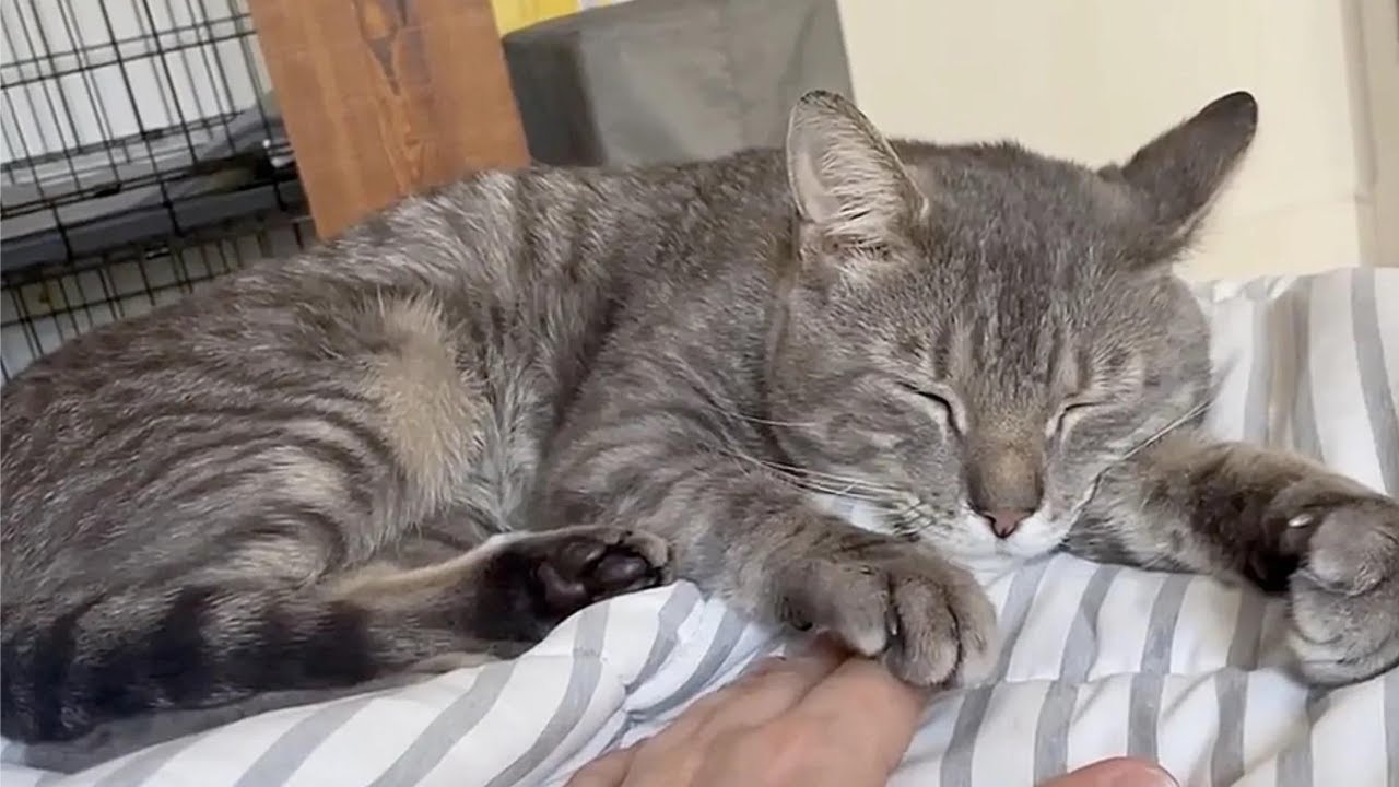 Homeless Cat Bonds Deeply with Rescuers, Staying by Their Side All Day ...