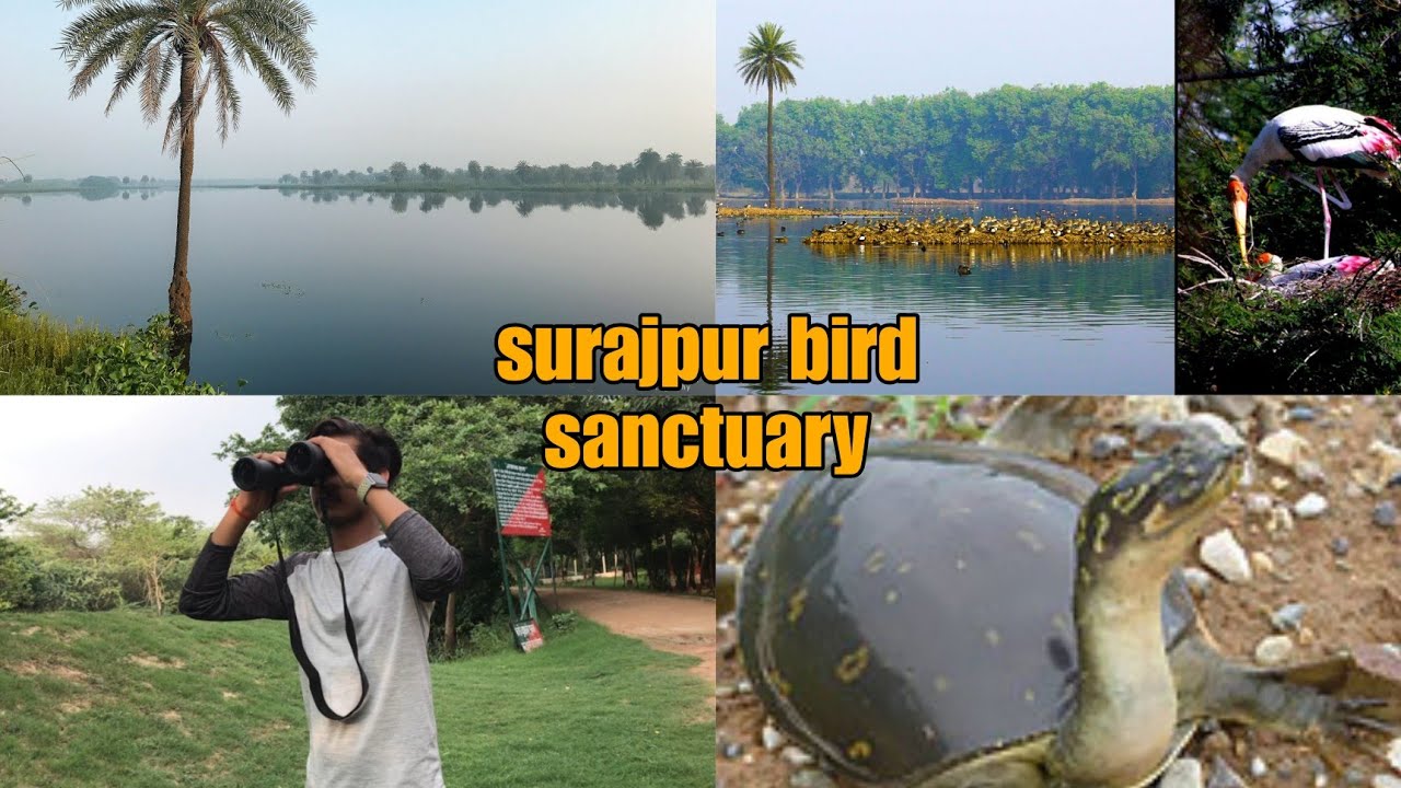 surajpur bird sanctuary greater noida | greater noida picnic place ...