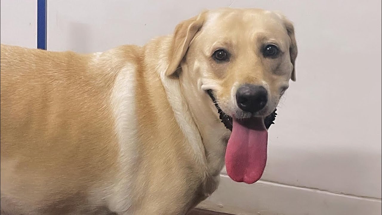 Labrador steals other dogs treat(bone)😂 ️ Funny Dog Thief 😄😈 - YouTube