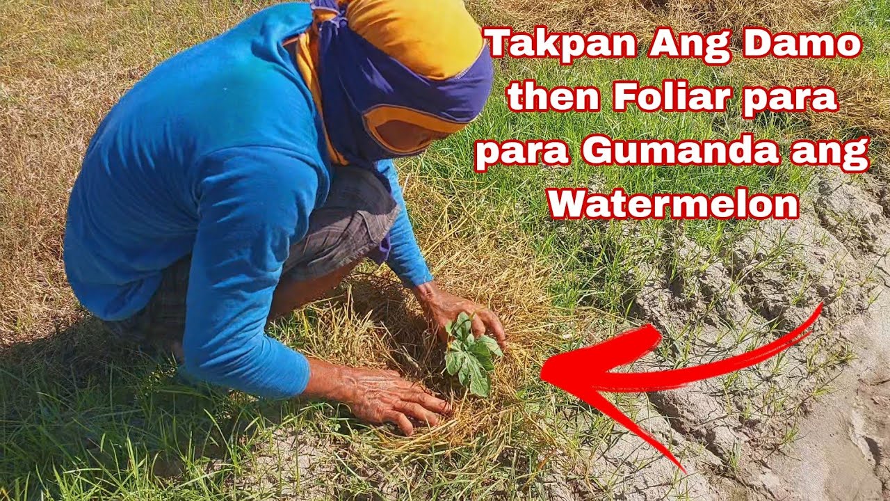 Dayami ng Palay- Solusyon sa aming Pagkakamali sa Watermelon Farming ...