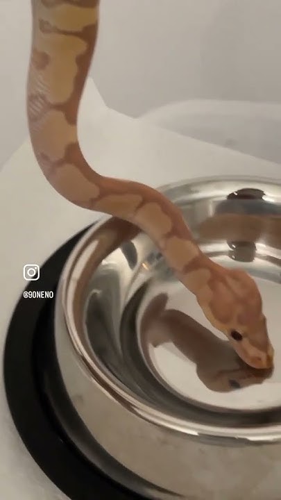 Ball Python drink water from my hand #shorts #snake #reptiles # ...