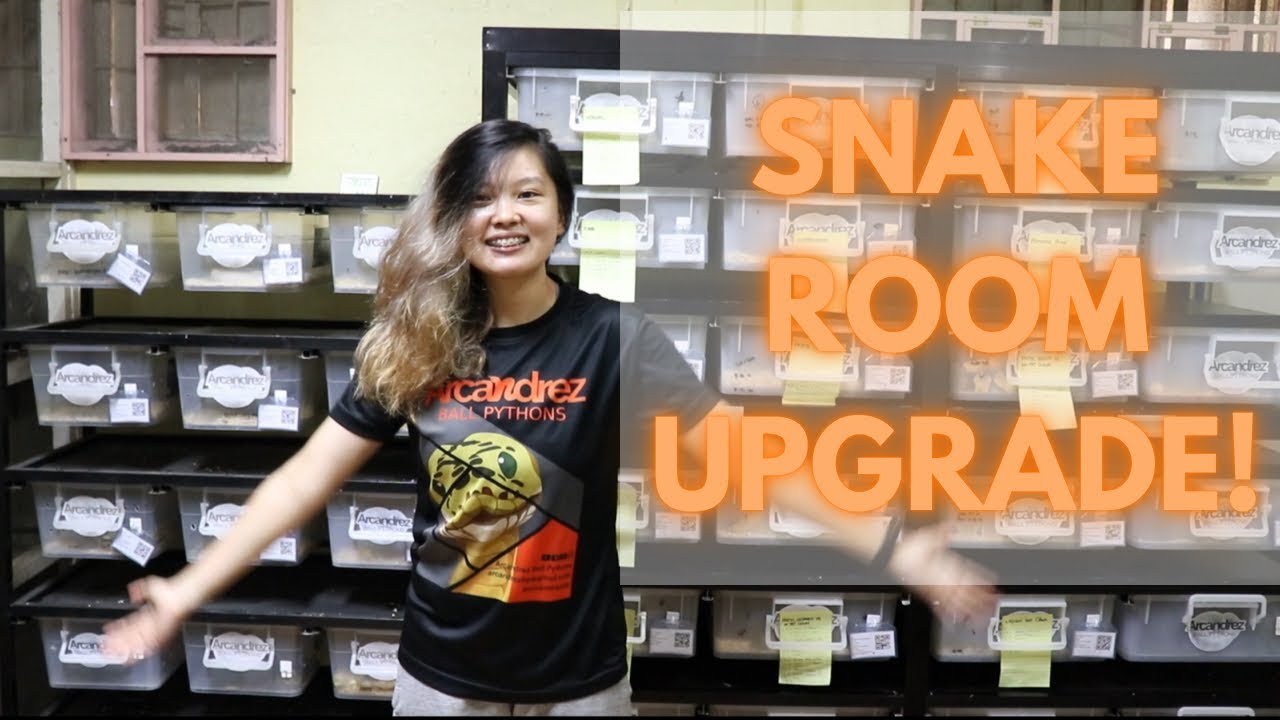 New Snake Condo! My Gift To My Beloved Snakes! - YouTube