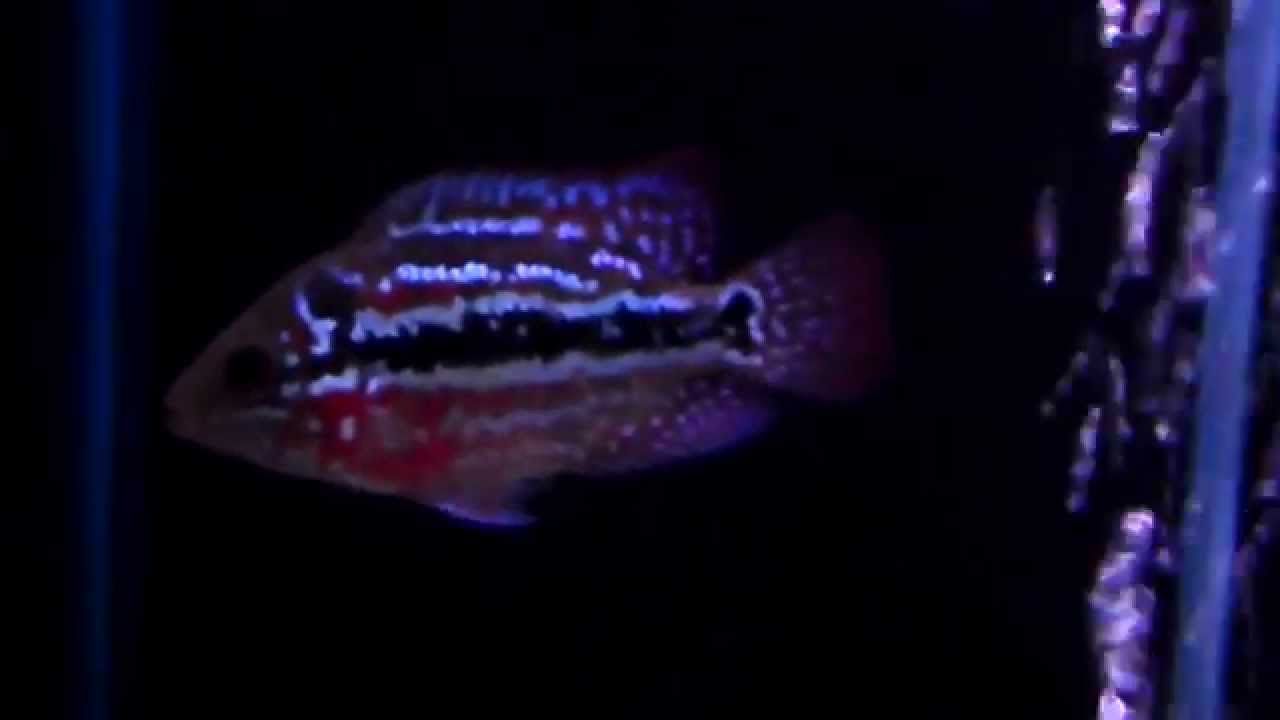 Female red kamfa (SOLD) - YouTube