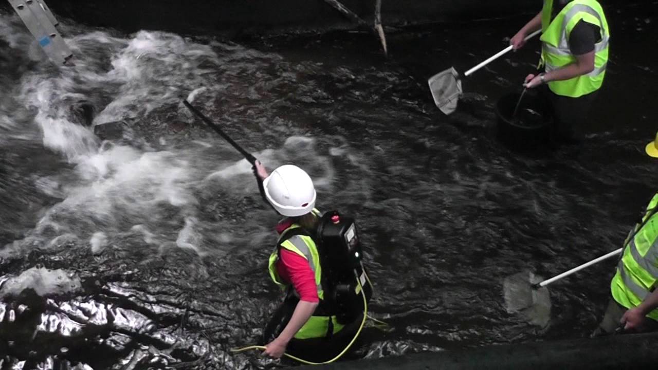 Removal Of Tarff Creamery Weir & Sluice Gate __ Fish Removal 2016 - YouTube