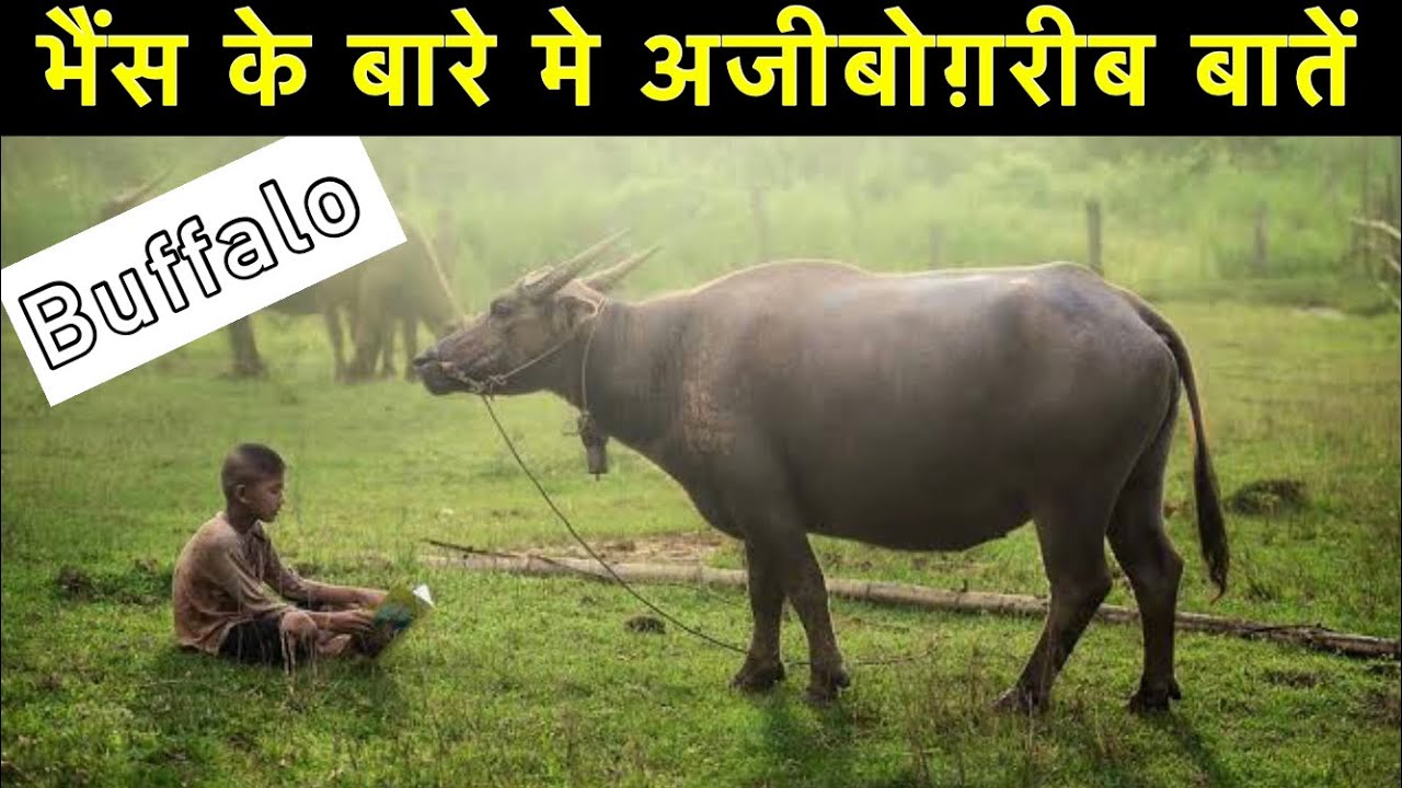 भैंस के बारे में 22 रोचक तथ्य || Interesting facts about buffalo in ...