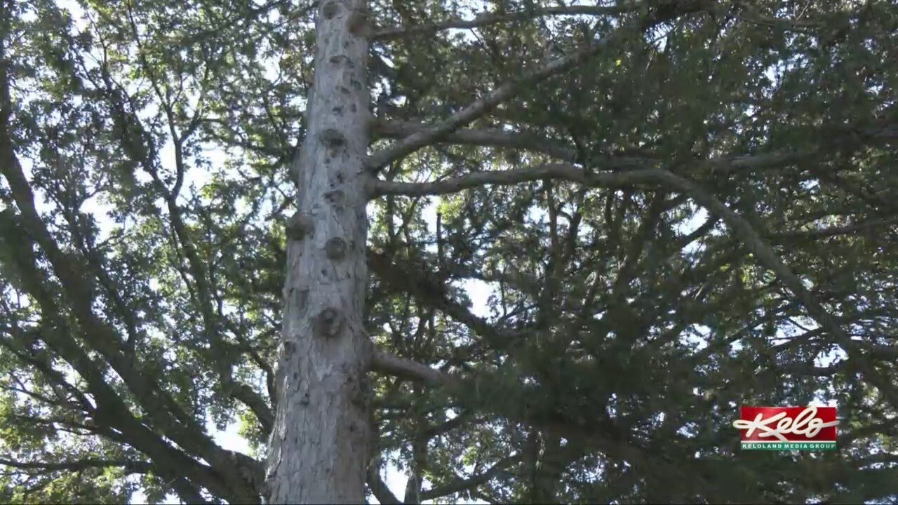 Neighborhood project to restore 90 trees - YouTube