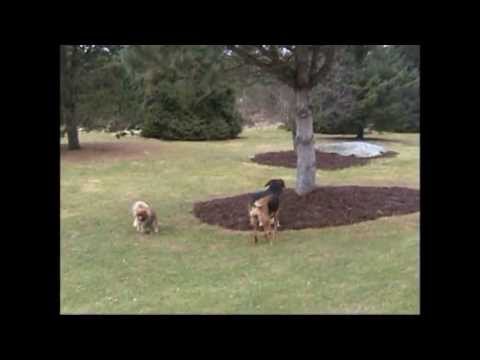Hunder i lek - Dogs having fun - YouTube