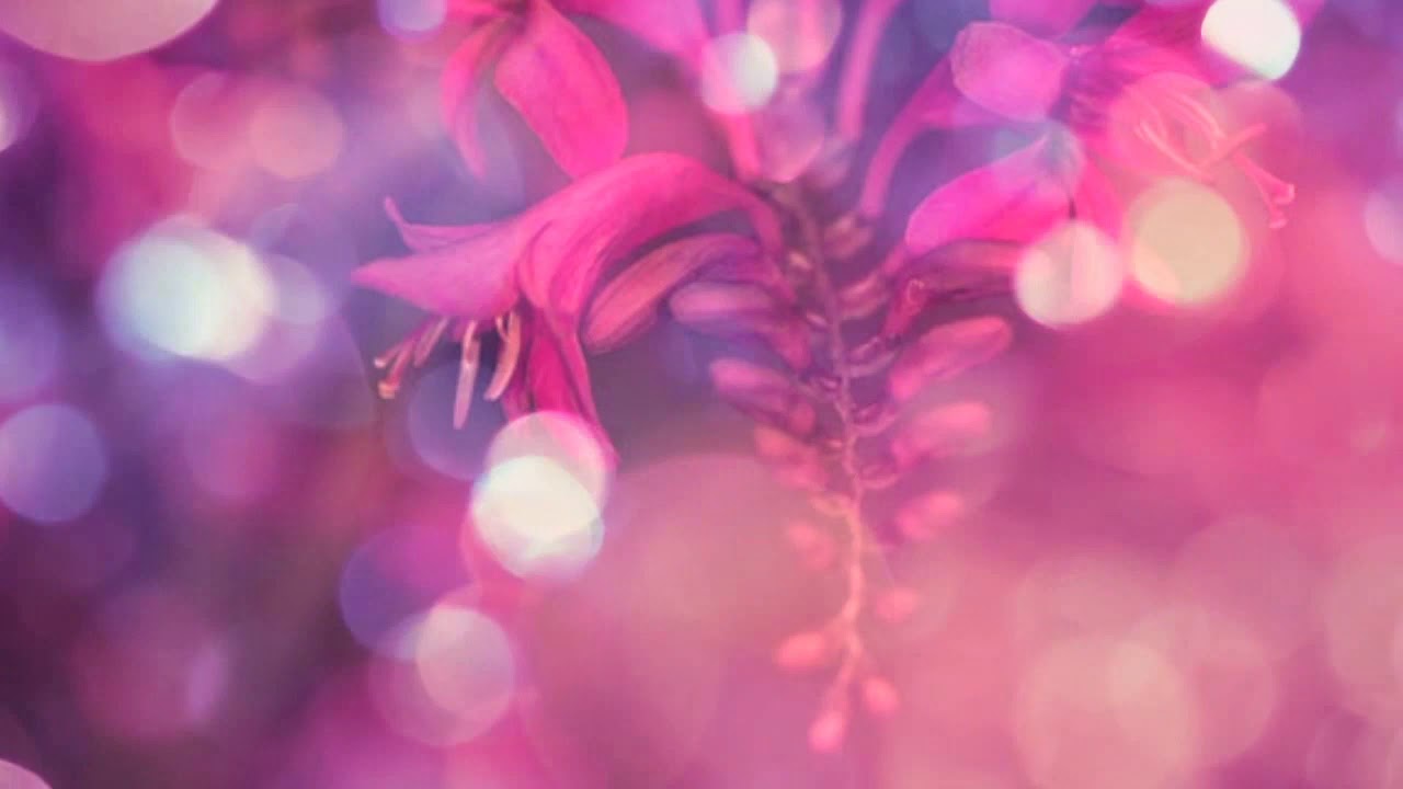 Growing Rose,Flower, No Copyright, Copyright Free Video, Motion ...