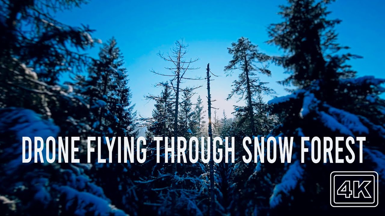 Snowy Winter Forest with Drone Flight - 4k video - YouTube