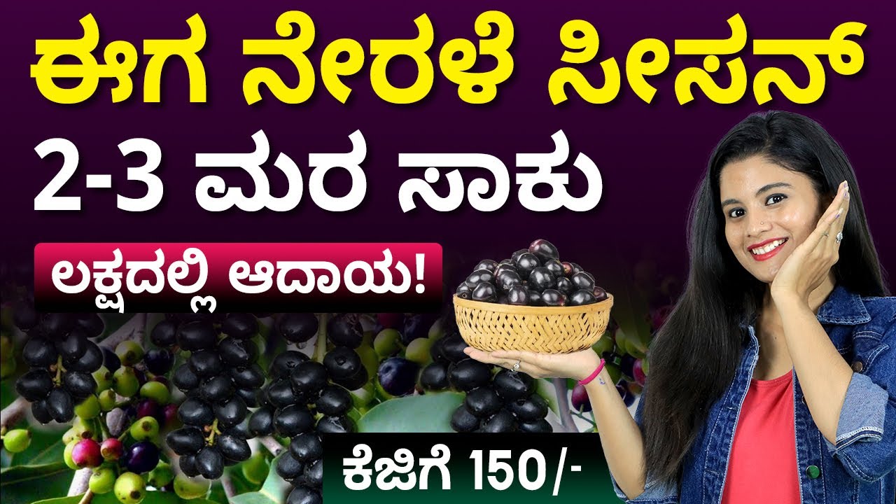 How to Start a Profitable Jamun Fruit Farming? | Jamun Fruit Farming in ...