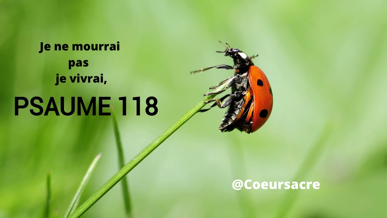 PSAUME CHAPITRE 118 - YouTube