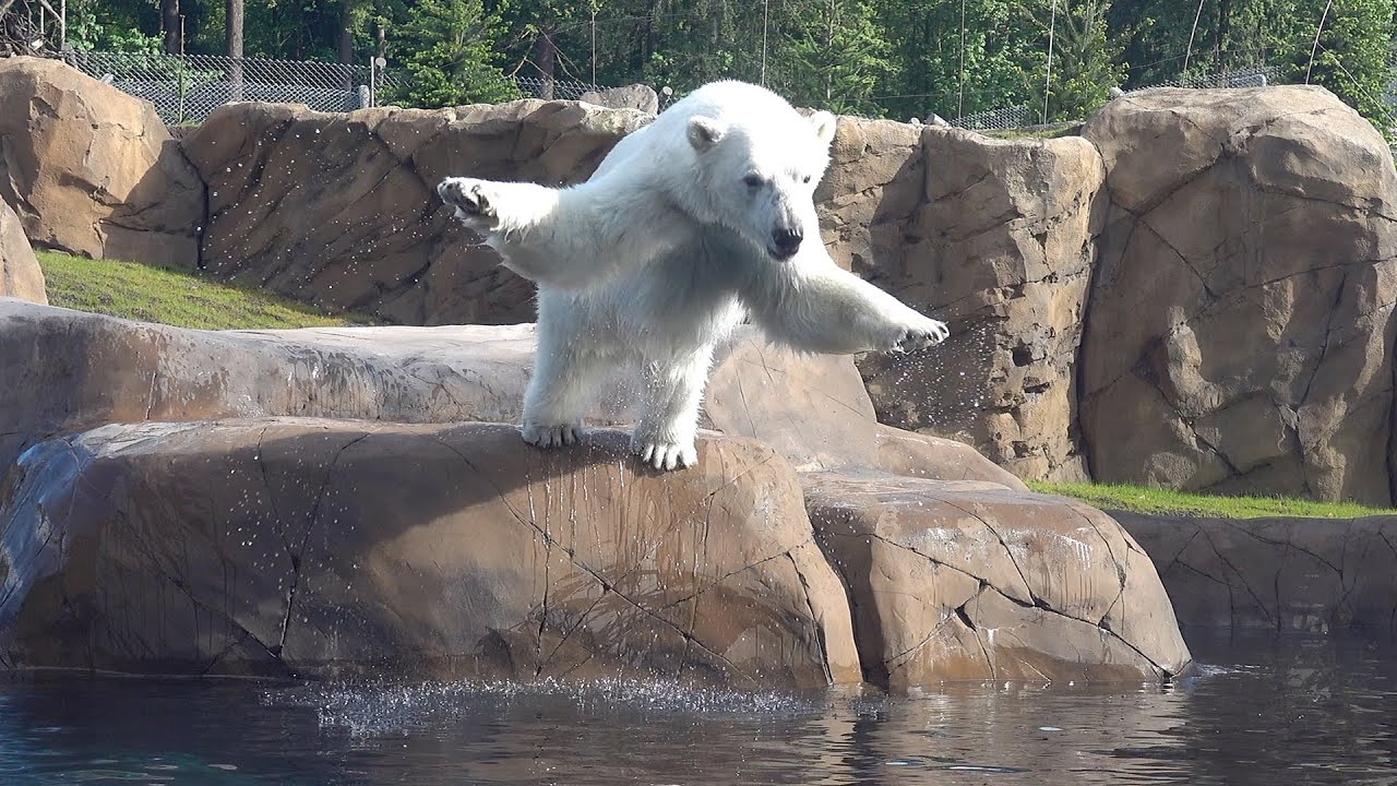 Polar Bear Diving