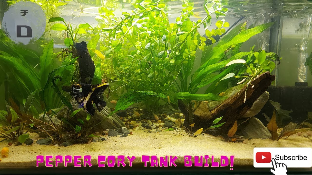 Pepper cory tank build (baby fry tank) - YouTube