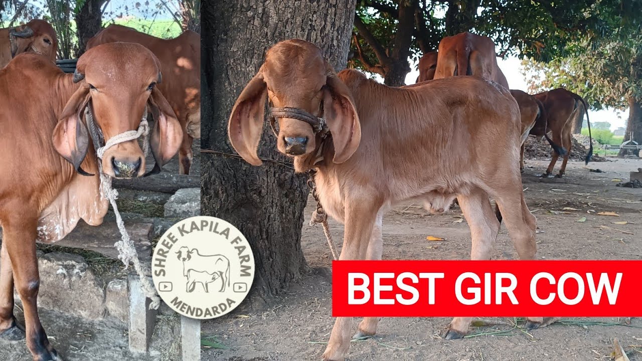 Best Gir Cow of Shree Kapila Gir Farm | Full Video | Gir Cows ...