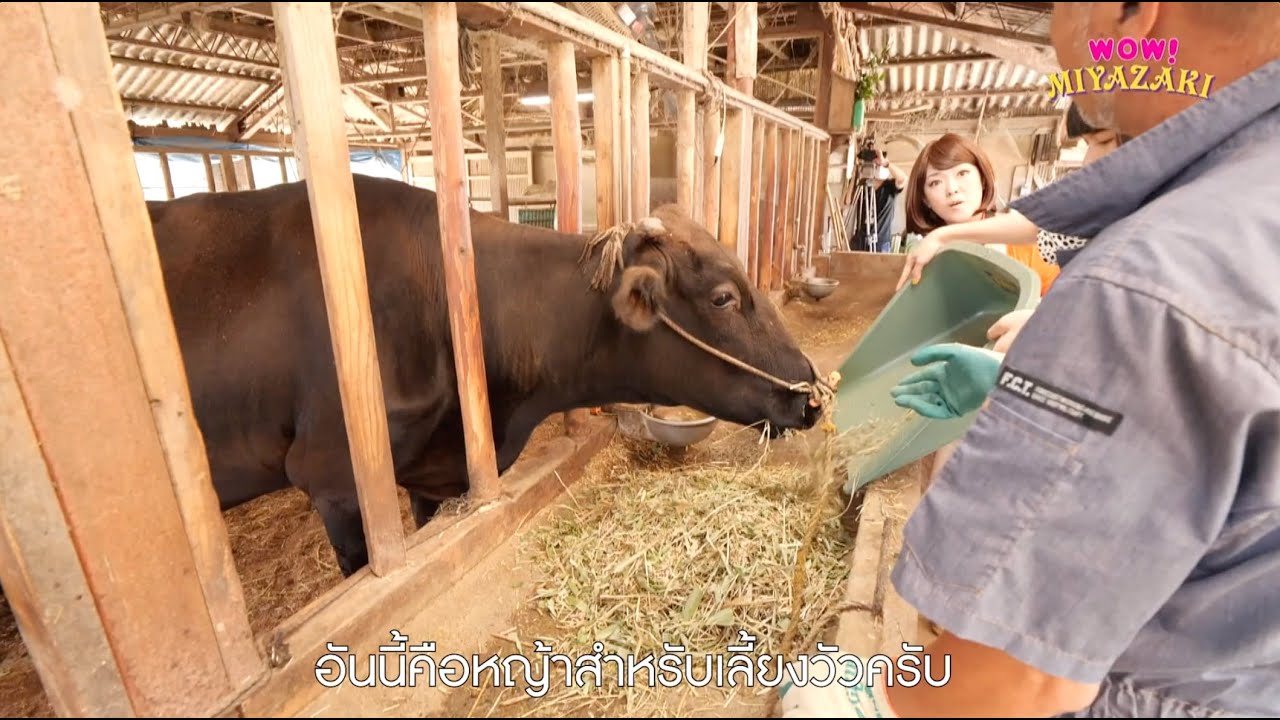 Discover the secrets of Takachiho Beef, Japan's top Wagyu beef! ーWOW ...