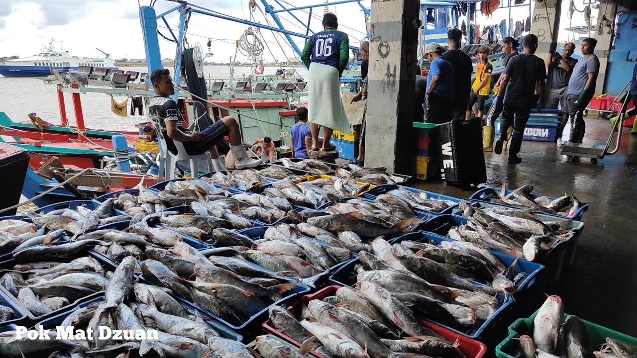 memunggah hasil tangkapan ikan pulutan di jeti LKIM Pulau Kambing - YouTube