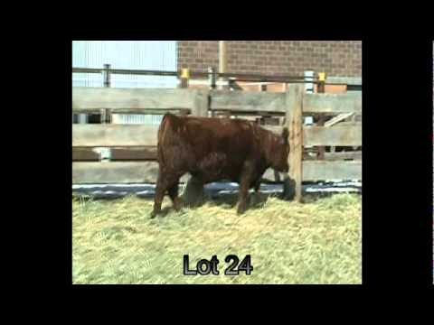 Redland Red Angus Lot # 24 - YouTube