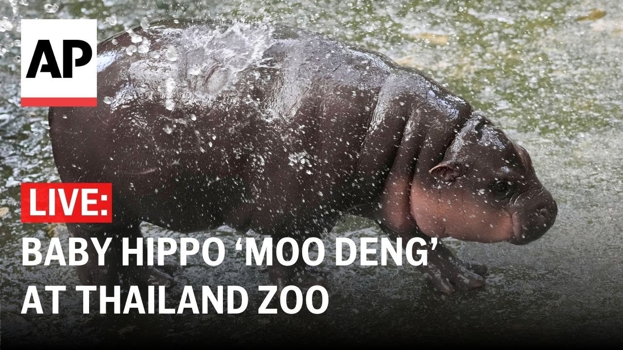 LIVE: Baby pygmy hippo ‘Moo Deng’ at Thailand zoo - YouTube