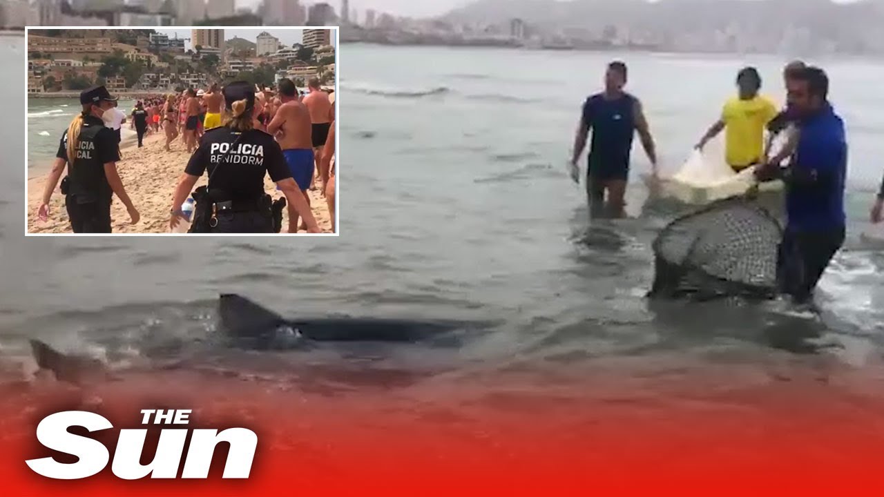 Killer SHARK captured on Benidorm beach as terrified swimmers rush to ...
