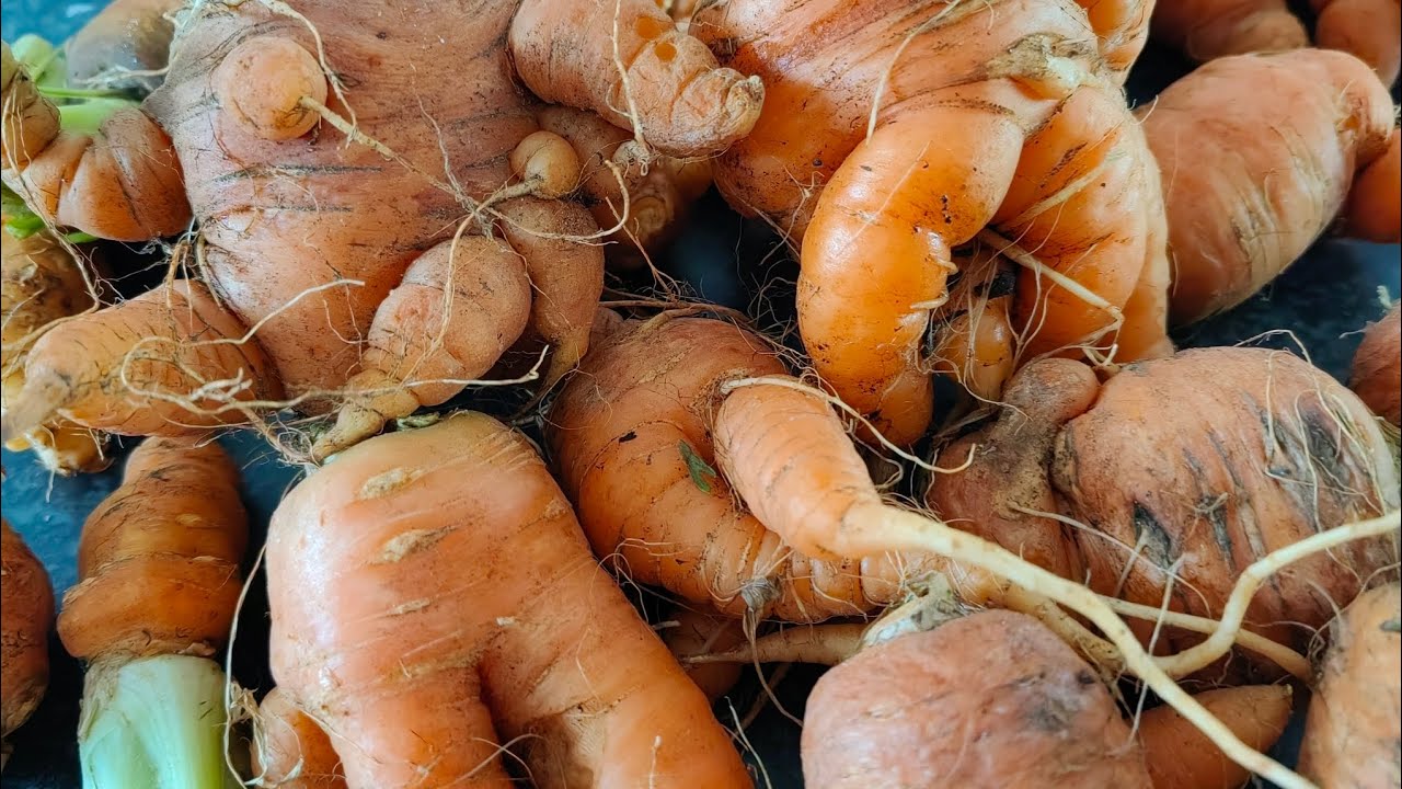 ALIEN NA CARROTS! - YouTube