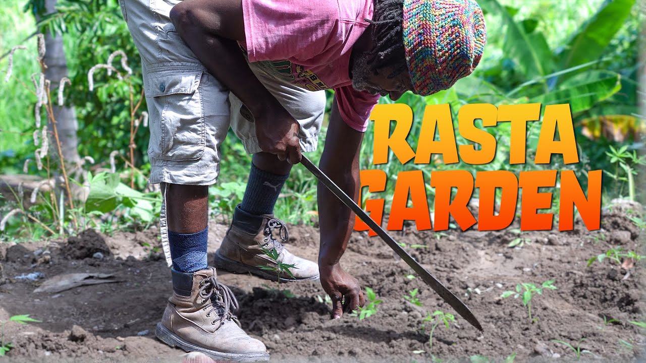 Rasta Gardening, Herbs & Aloe's Magic Sunburn SOS - YouTube