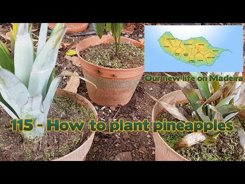 Our New Life On Madeira 115 - Wie man Ananas pflanzt: HowTo - YouTube