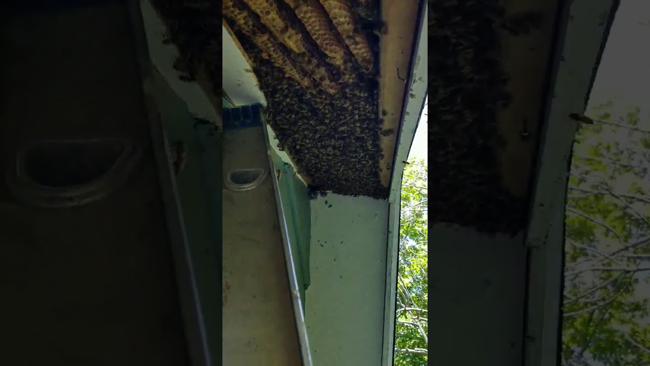 Bees in Soffit - Honey bees in Soffit of House - Soffit Bee Colony ...