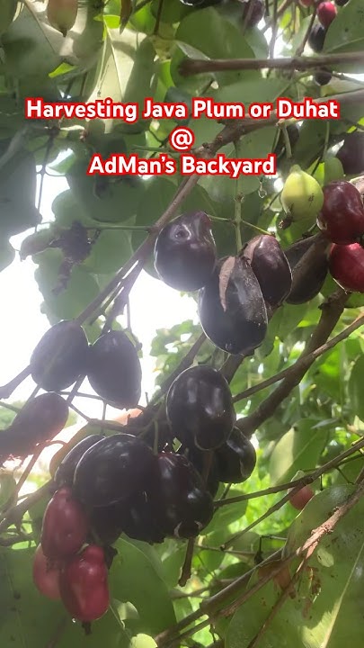 Backyard Farming - Harvesting Java Plum or Duhat #backyardfarming # ...