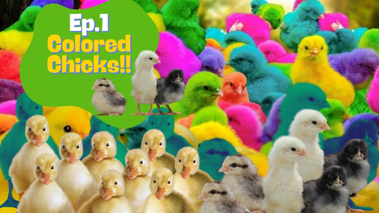 Colored Chicks Ep.1 - YouTube