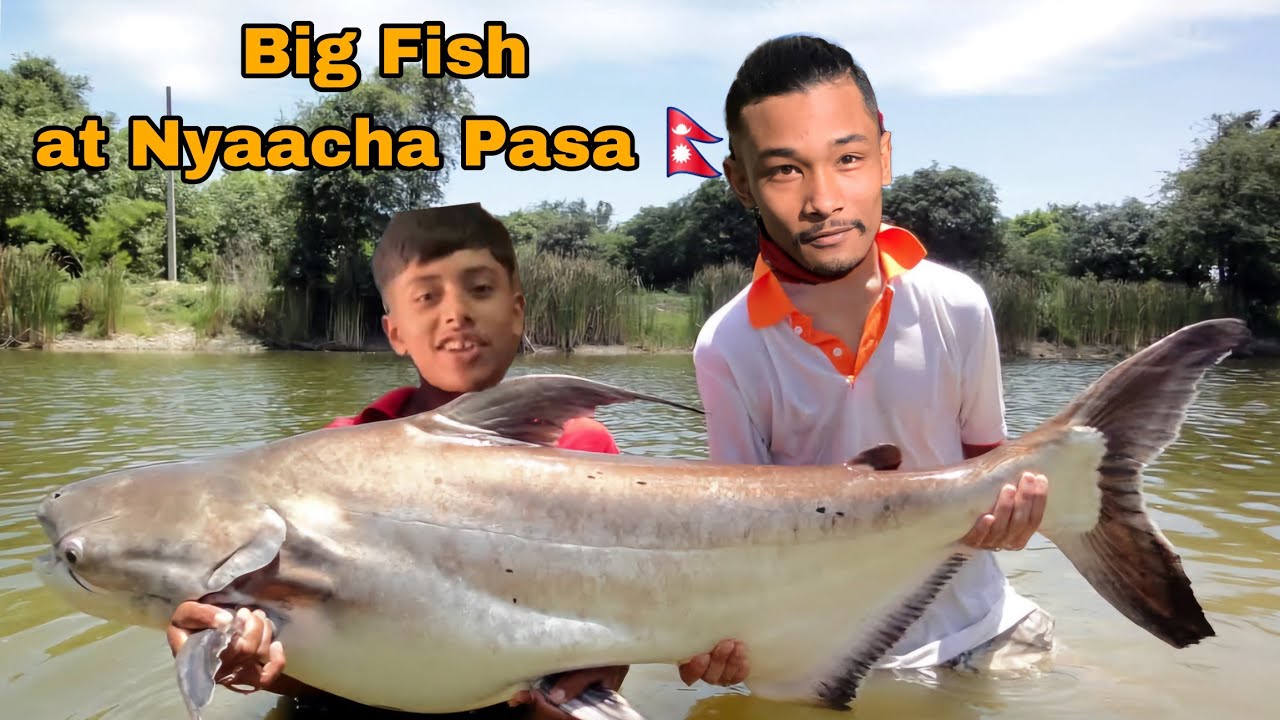 Biggest Thai fish shipment at Nyaacha Pasa- Monster fish in Nepal # ...