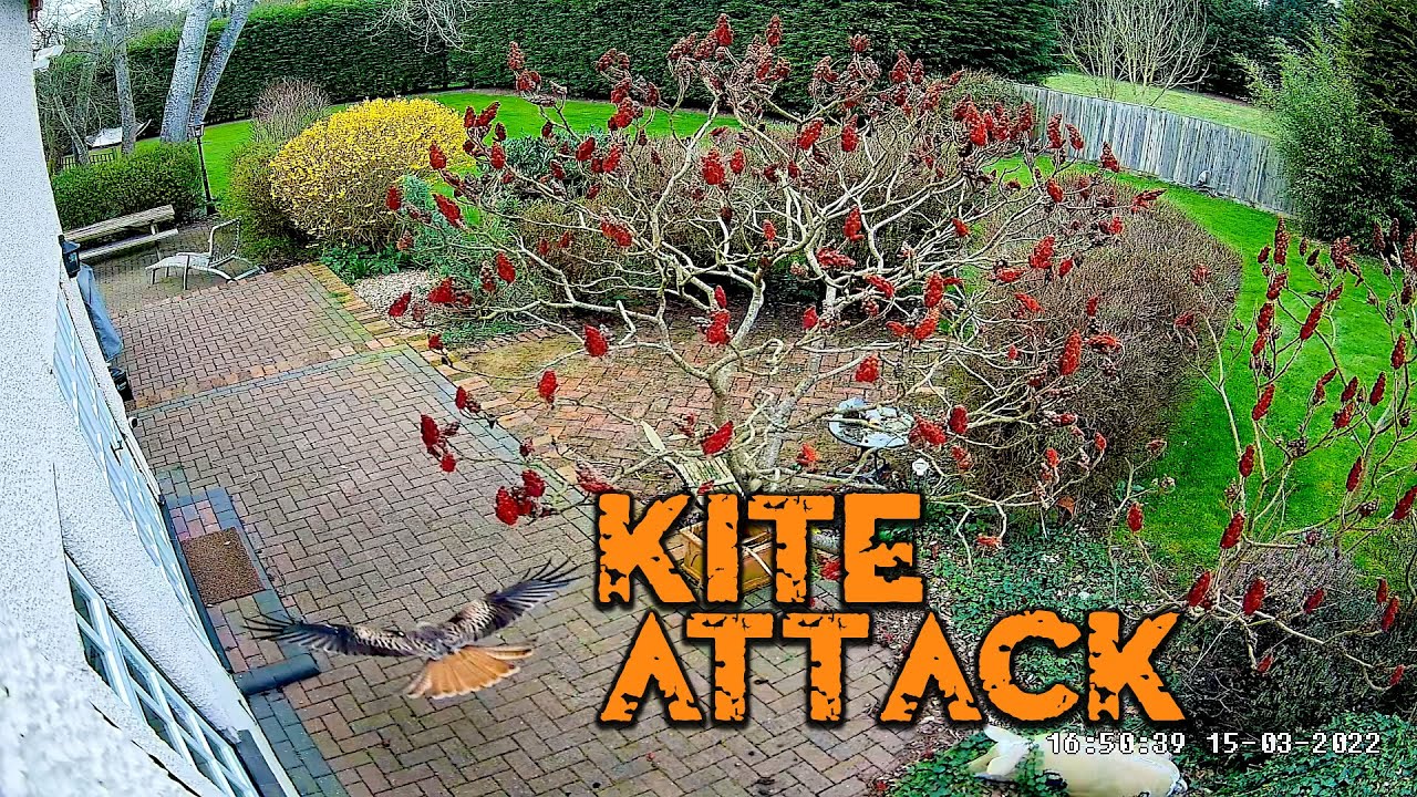 Red Kite attack - YouTube