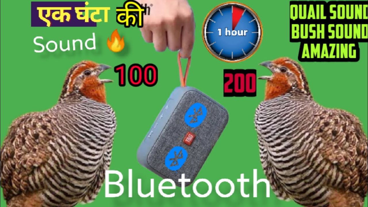 सभी साउंड का बाप amazing quail calling | best bush quail hunting sounds ...