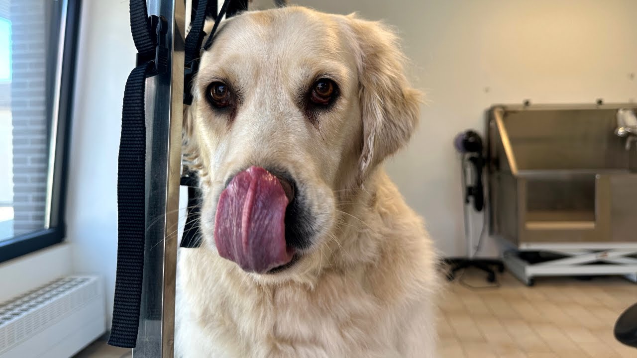 Grooming a Golden Retriever: The Ultimate Guide to Perfecting Their ...