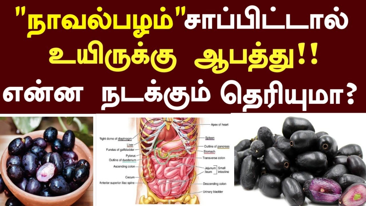 நாவல்பழம் சாப்பிட்டால் உயிருக்கு ஆபத்து! | Benefits of Naval palam in ...