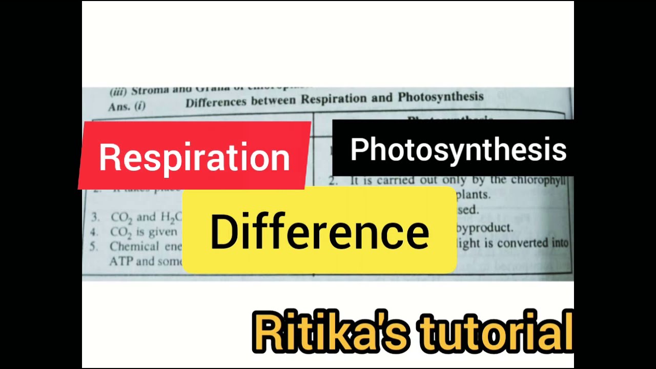 Differences between Respiration and Photosynthesis in plants Hindi by Ritika's Tutorial - YouTube