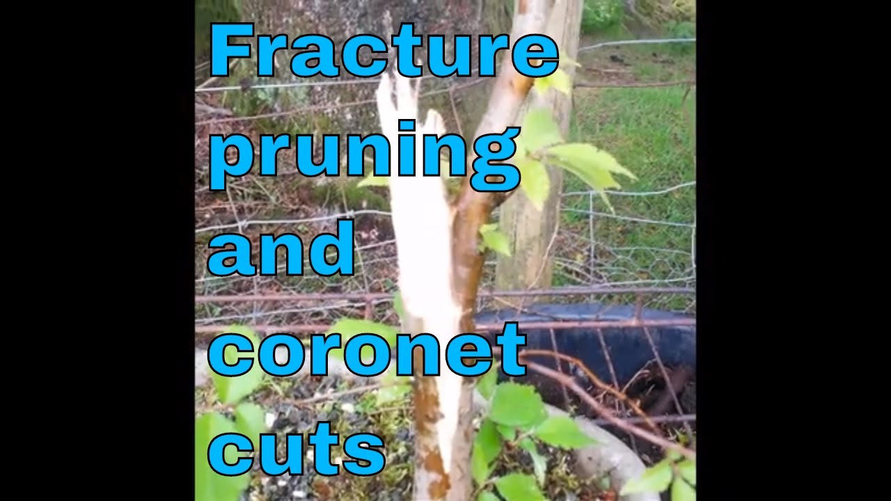 Bonsai fracture pruning and coronet cuts - YouTube
