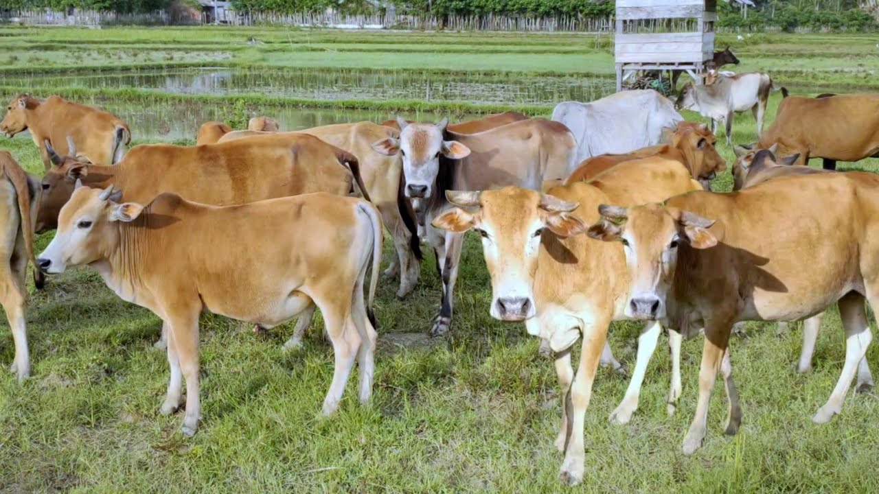 Kawanan Sapi Lembu Berkeliaran di Lapangan Rumput hijau - penggemukan ...